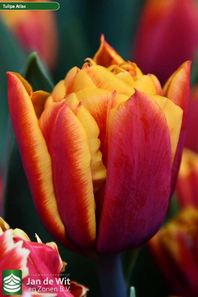 Atlas ® | Tulip | Jan de Wit en Zonen B.V.